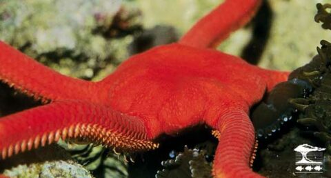 Brittle Stars: Secrets of the Ophiuroidea - CORAL Magazine
