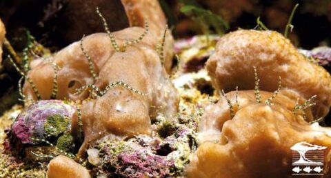 Brittle Stars: Secrets of the Ophiuroidea - CORAL Magazine