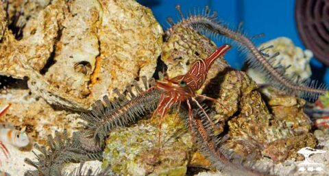 Brittle Stars: Secrets of the Ophiuroidea - CORAL Magazine