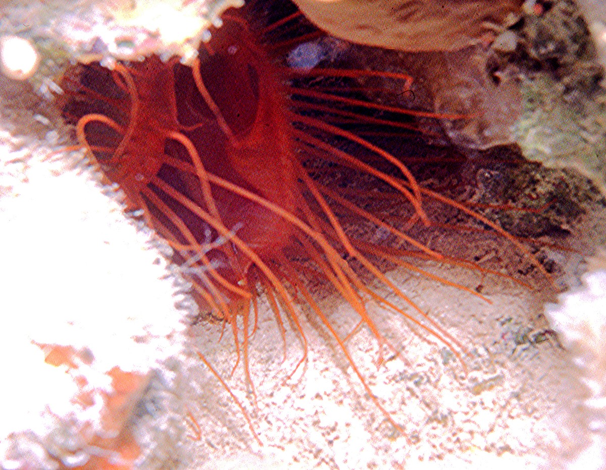 Flashing in Disco Clams - CORAL Magazine
