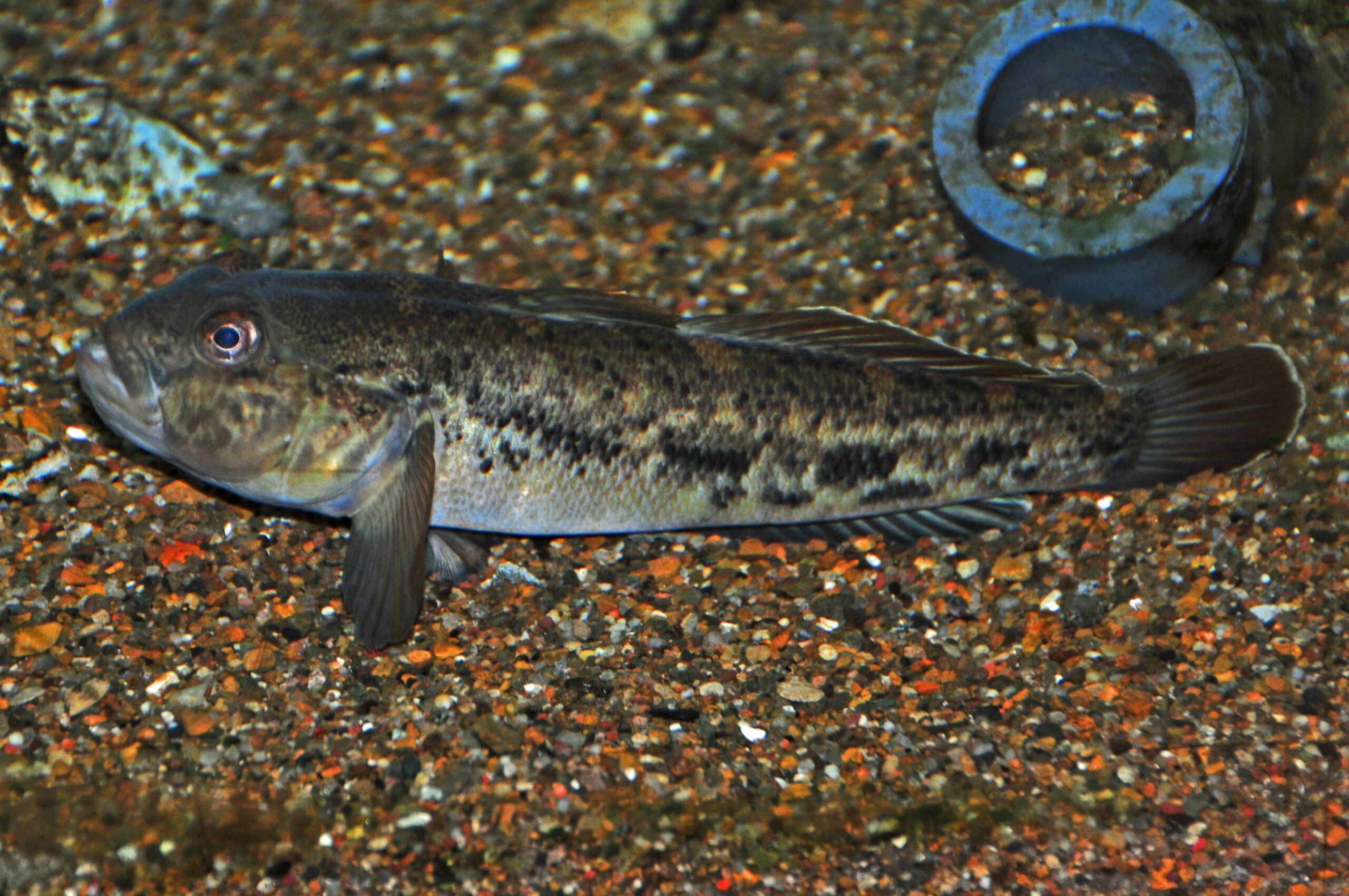 roundgoby_original - CORAL Magazine