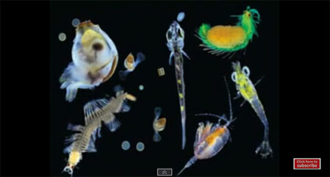 Microplastic in Aquatic Food Webs - CORAL Magazine