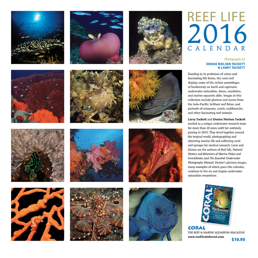 REEF LIFE 2016 Wall Calendar - CORAL Magazine