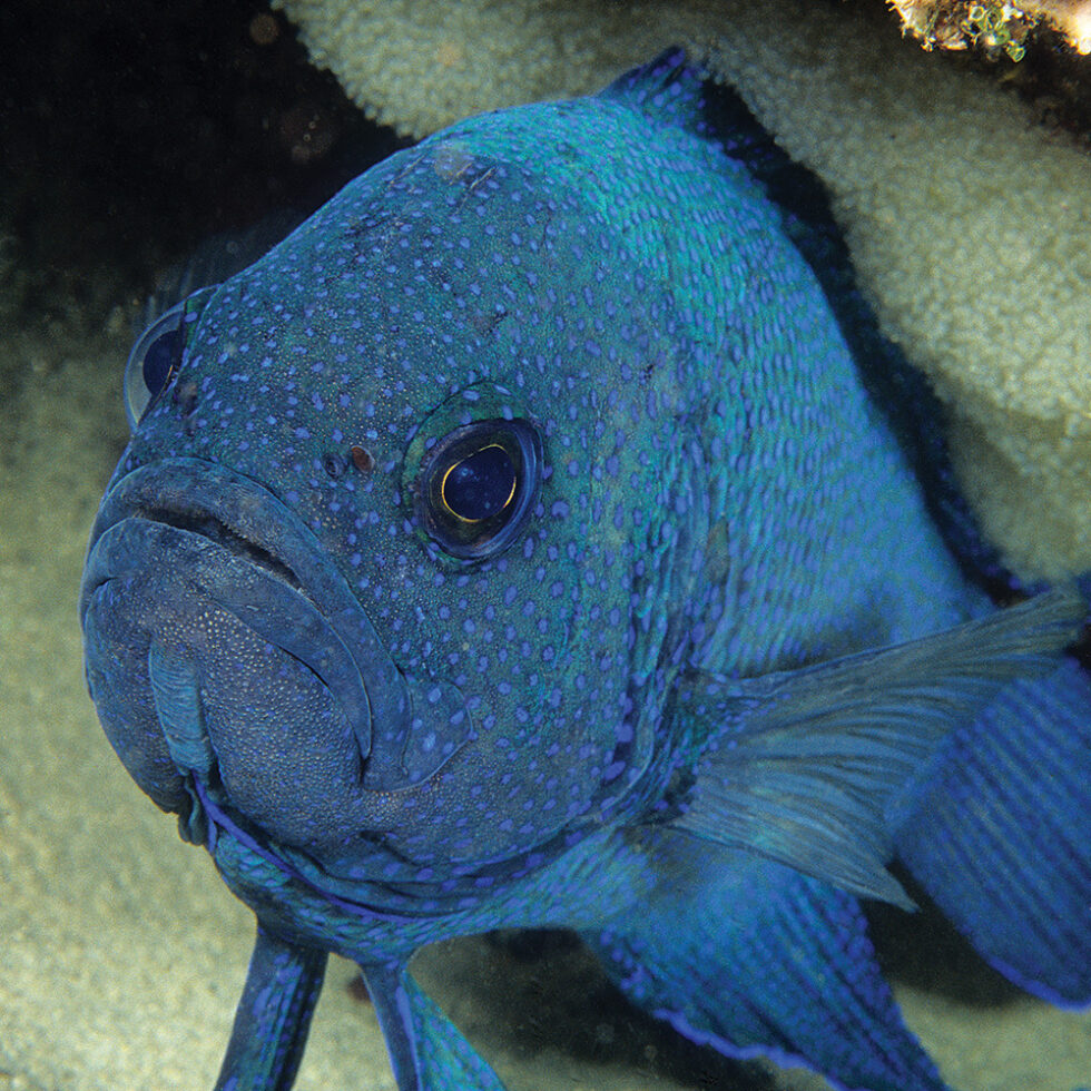 Species Profile: Southern Blue Devil - CORAL Magazine