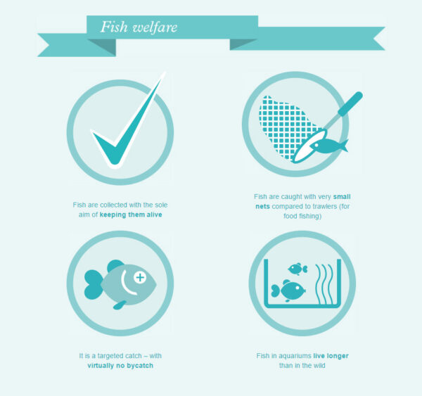 fish_welfare_infographic - CORAL Magazine