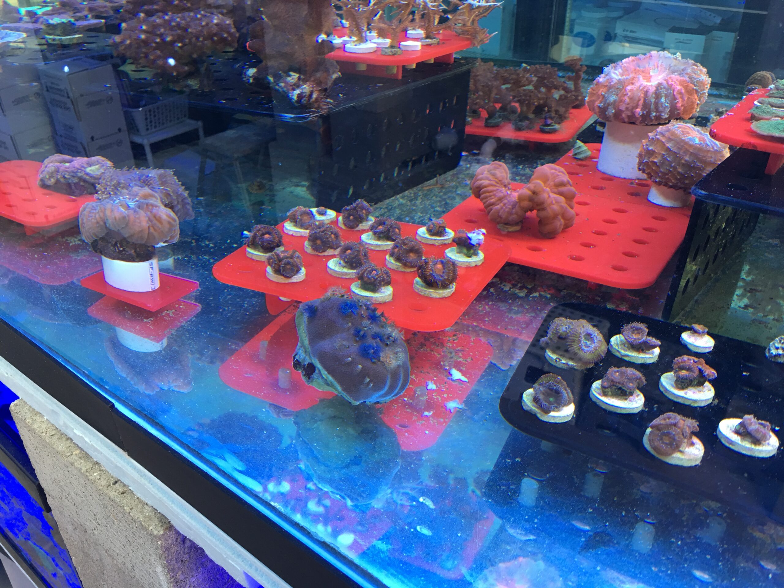 substrate4 - CORAL Magazine