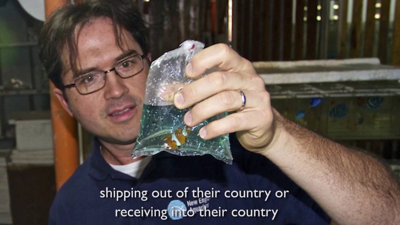 VIDEO: Dr. Rhyne on Aquarium Trade Data - CORAL Magazine