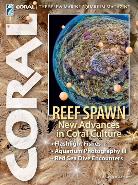 CORAL Magazine's Coral Breeding Hub - CORAL Magazine