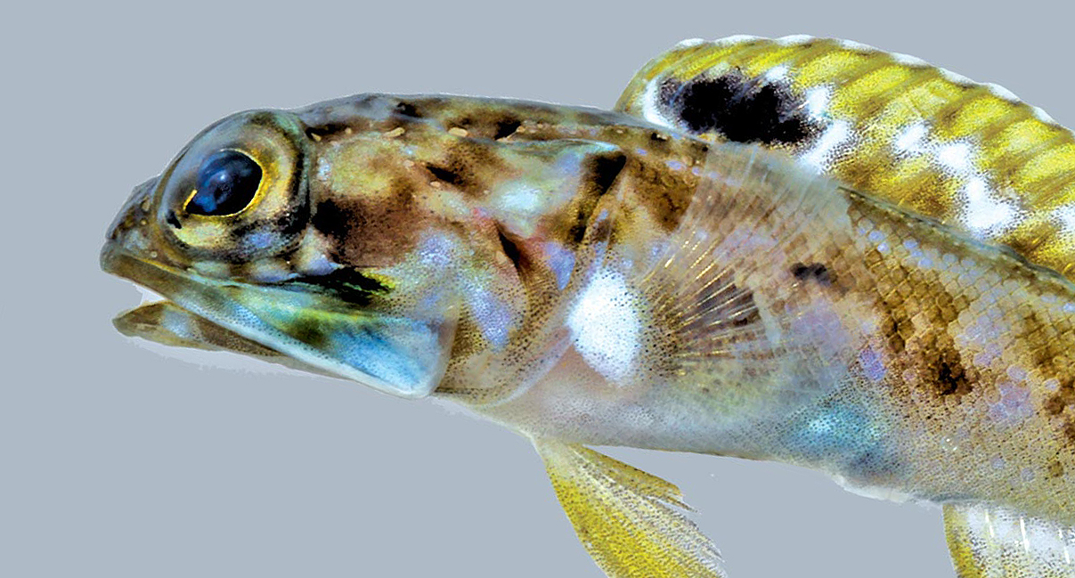 Two New Caribbean Jawfish Species Described - CORAL Magazine