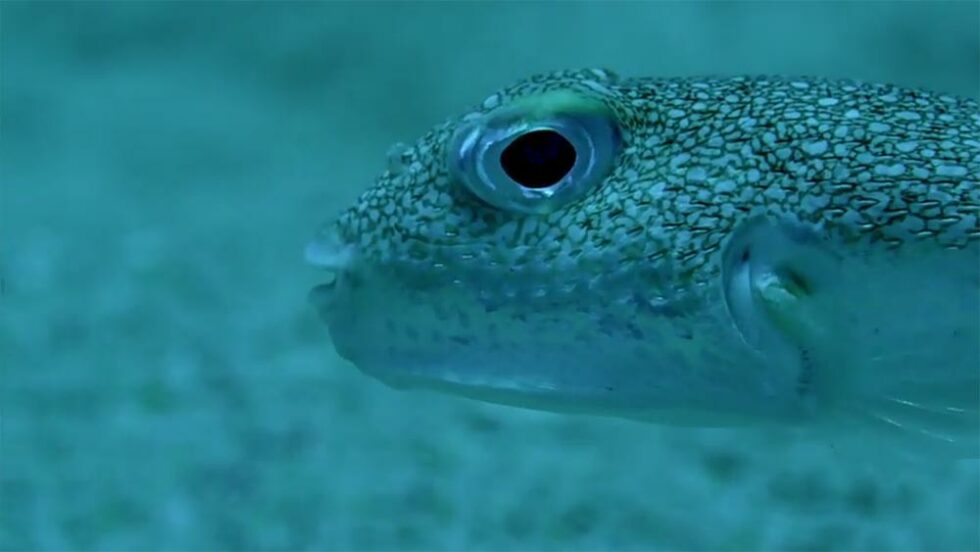 VIDEOS: Japan's Pufferfish Crop Circles - CORAL Magazine