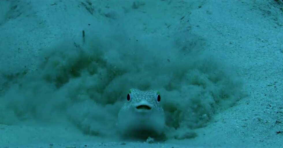 VIDEOS: Japan's Pufferfish Crop Circles - CORAL Magazine