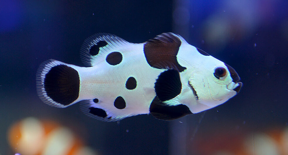 A Black Storm (Clownfish) on the Horizon - CORAL Magazine