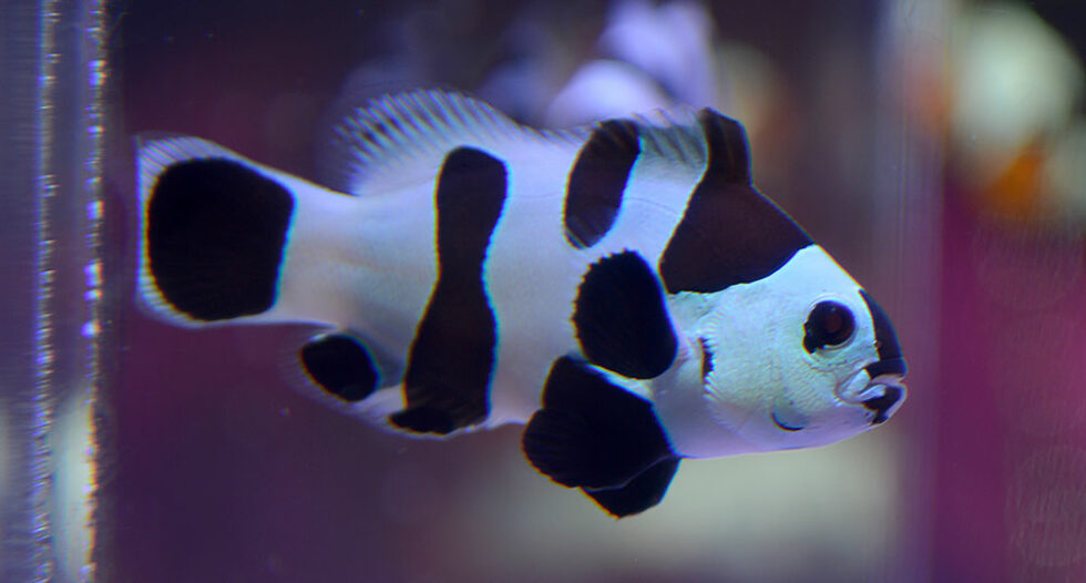A Black Storm (Clownfish) on the Horizon - CORAL Magazine