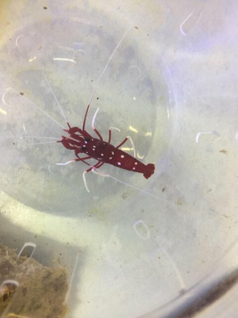 The Rarely Seen Starry Blood Shrimp - CORAL Magazine
