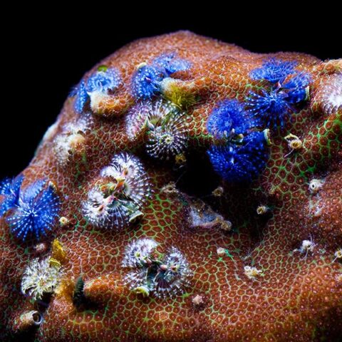 Bisma Worms: A Keeper’s Guide - CORAL Magazine