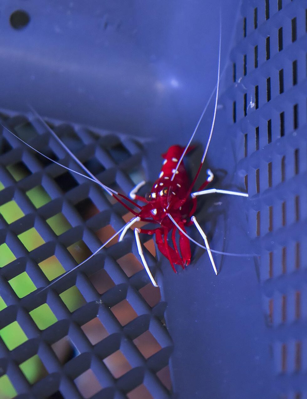 The Rarely Seen Starry Blood Shrimp - CORAL Magazine