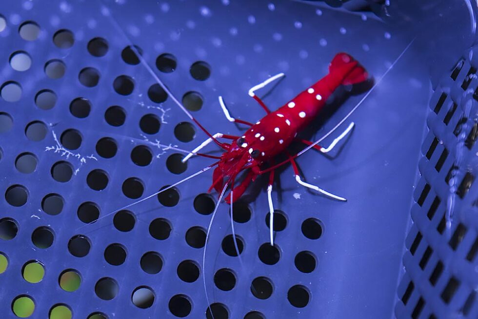 The Rarely Seen Starry Blood Shrimp - CORAL Magazine