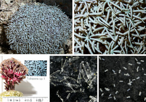 Wallflowers of Science: The Genus Tubipora - CORAL Magazine