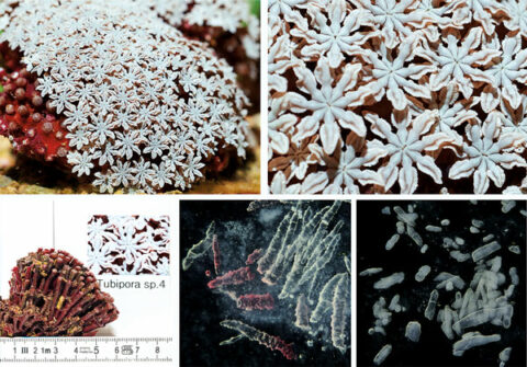 Wallflowers of Science: The Genus Tubipora - CORAL Magazine