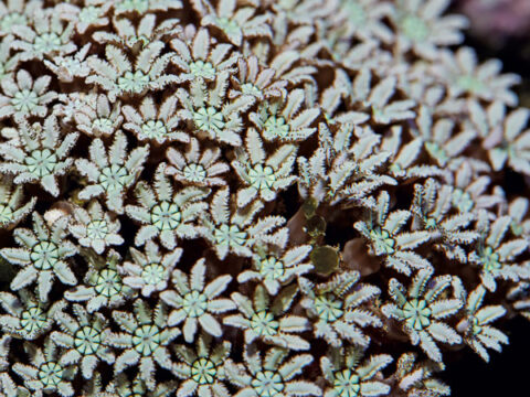 Wallflowers of Science: The Genus Tubipora - CORAL Magazine