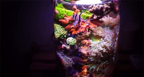 VIDEO: 2-Gallon Pico Vase Reef - CORAL Magazine