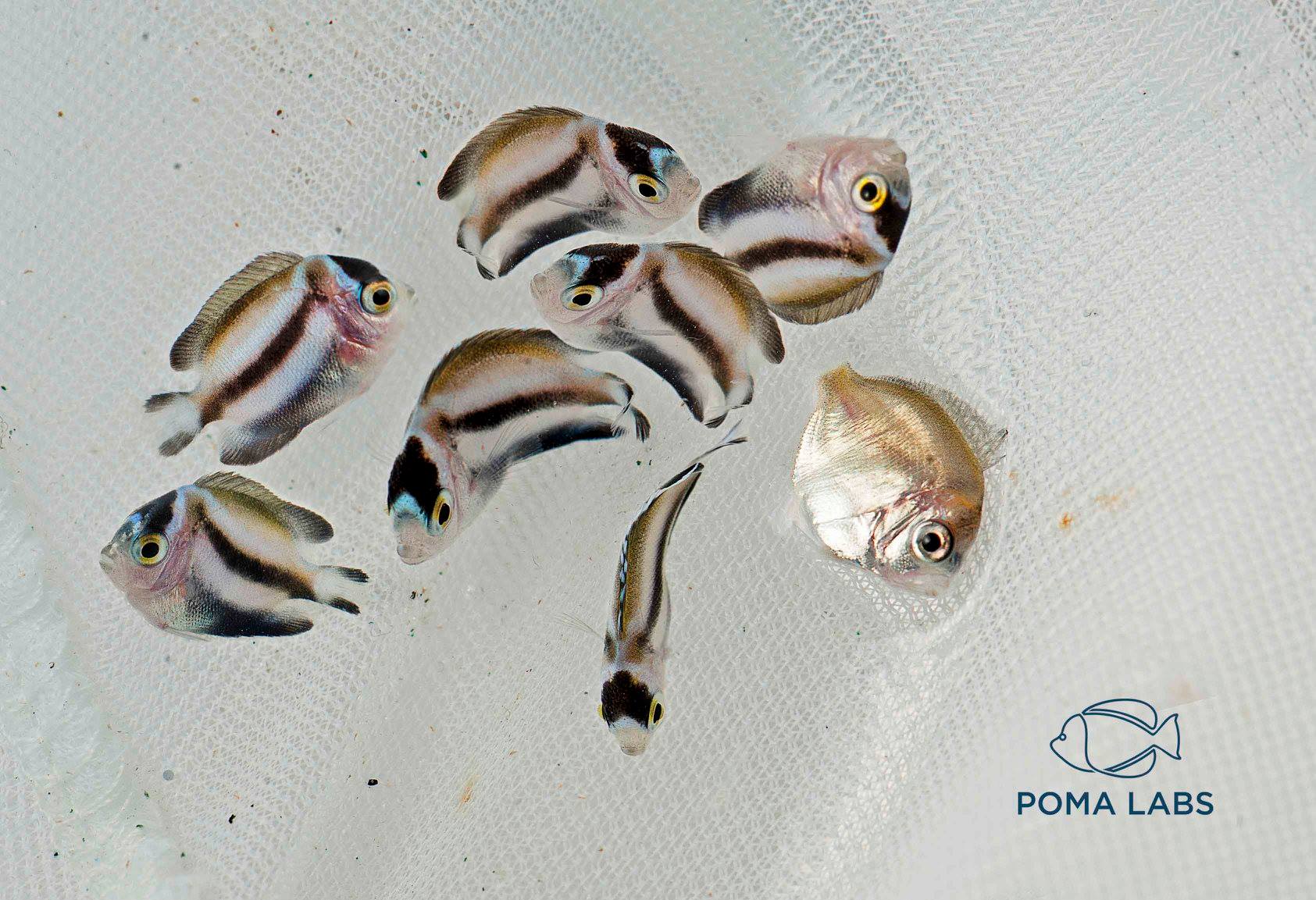 Captive-Bred Bellus Angelfish Have Arrived - CORAL Magazine