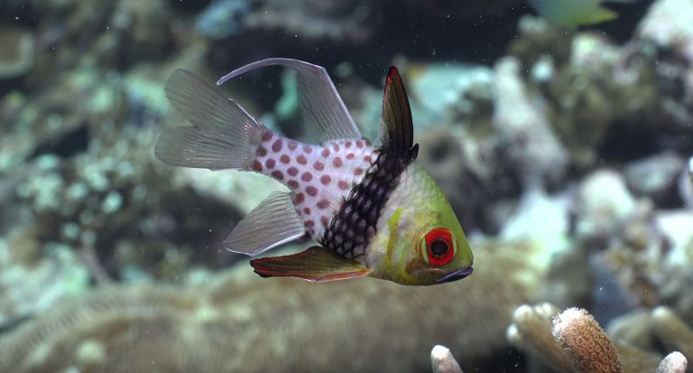 VIDEO: 4K Pajama Cardinalfish on the Reefs of Palau - CORAL Magazine