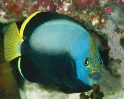 Genus Chaetodontoplus: The Holy Grail Angelfishes - CORAL Magazine