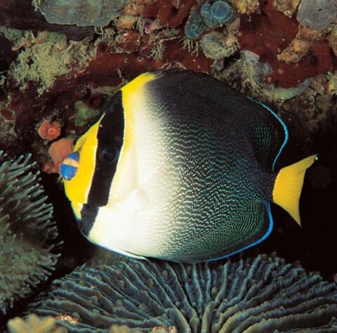 Genus Chaetodontoplus: The Holy Grail Angelfishes - CORAL Magazine