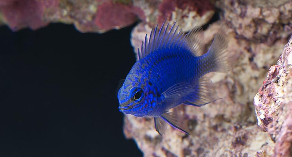 ORA's Foray into More Captive-Bred Damsels - CORAL Magazine