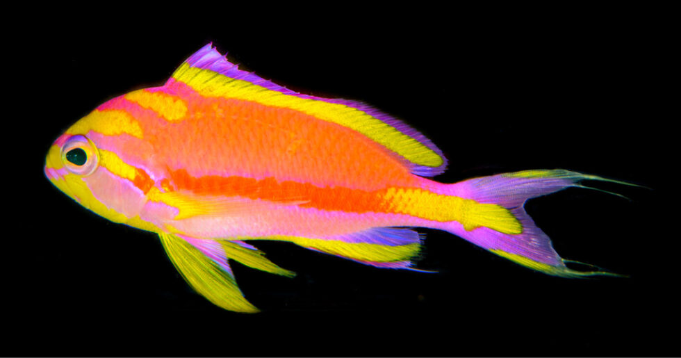 Deepwater Reefs Yield Another Stunning New Anthias Species - CORAL Magazine