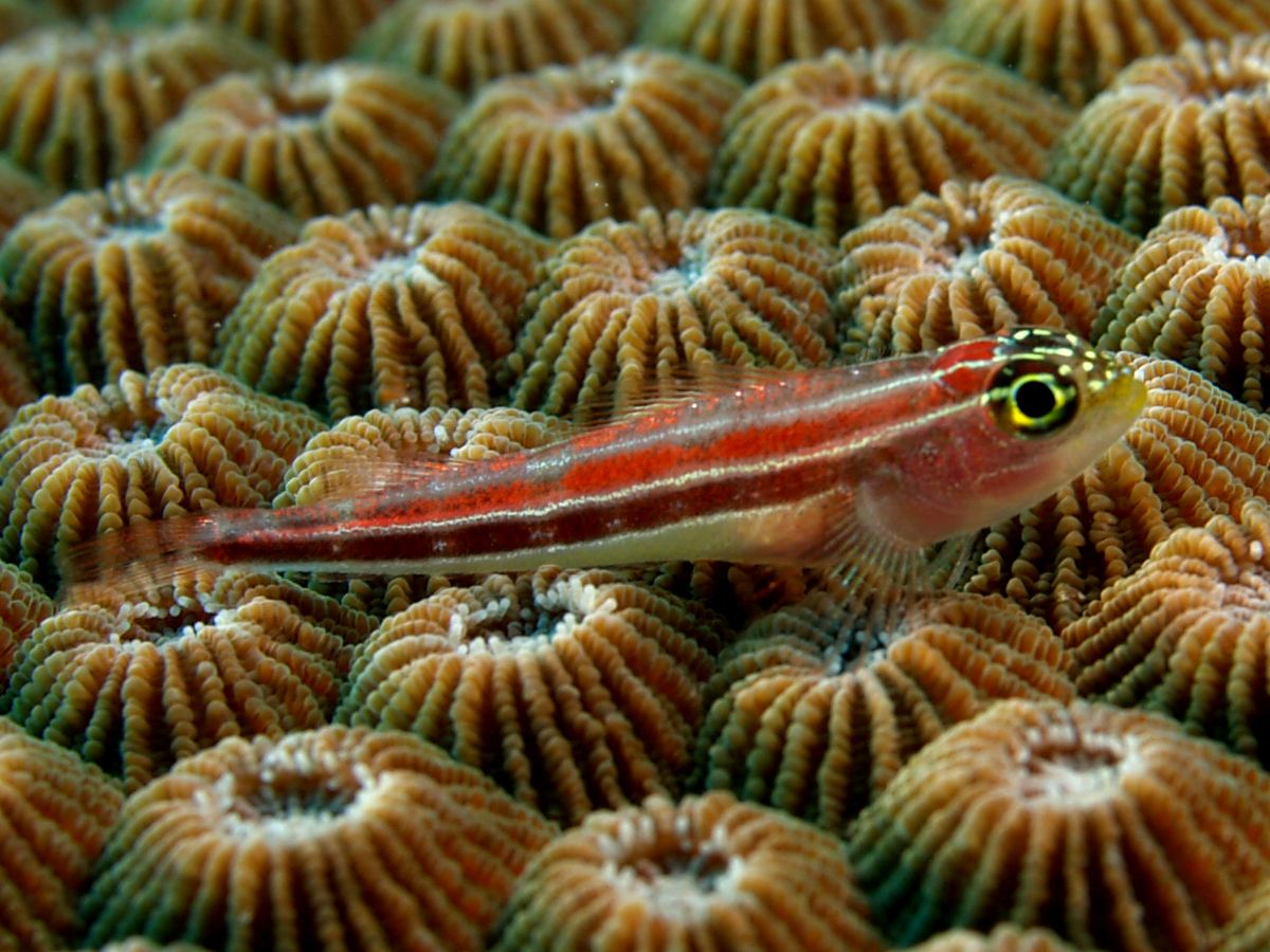 Try A Triplefin? New Caribbean Blenny Species Described - CORAL Magazine