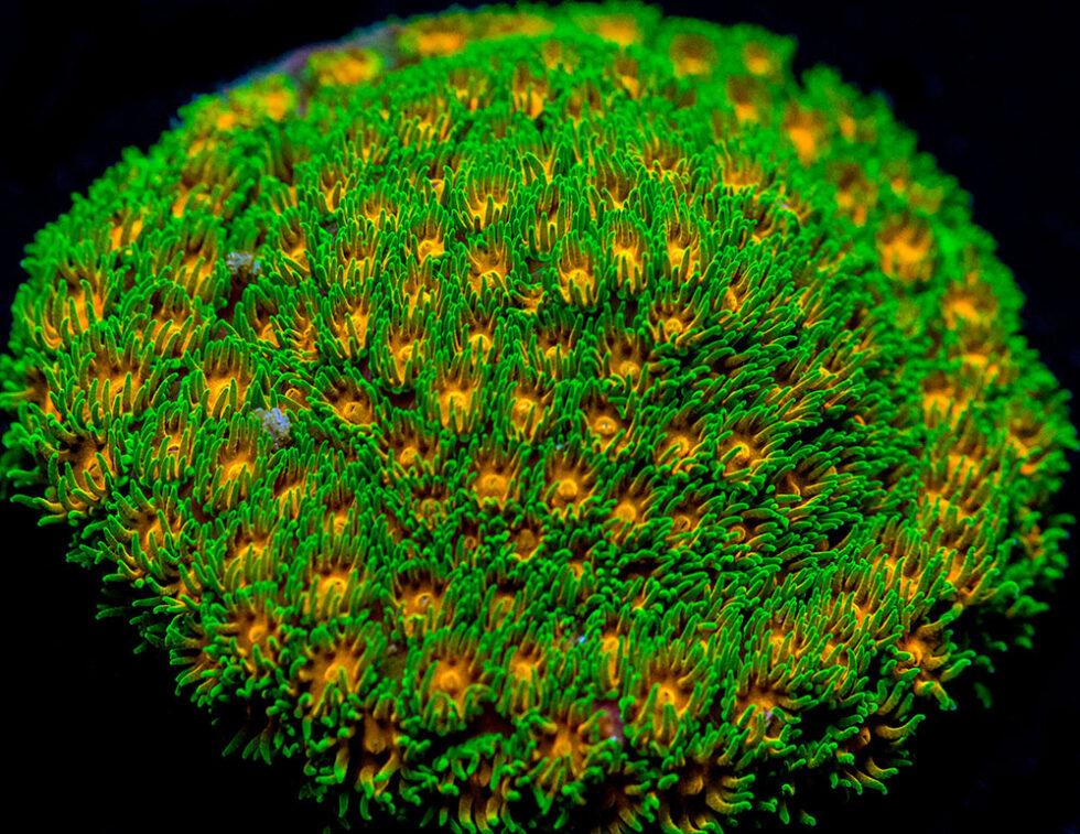 Mystery Coral - CORAL Magazine