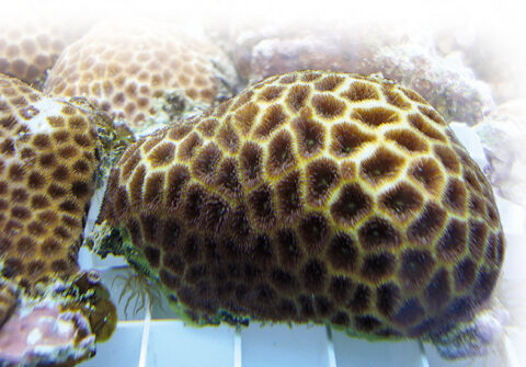 Leptastrea purpurea: A model stony coral for research and captive ...