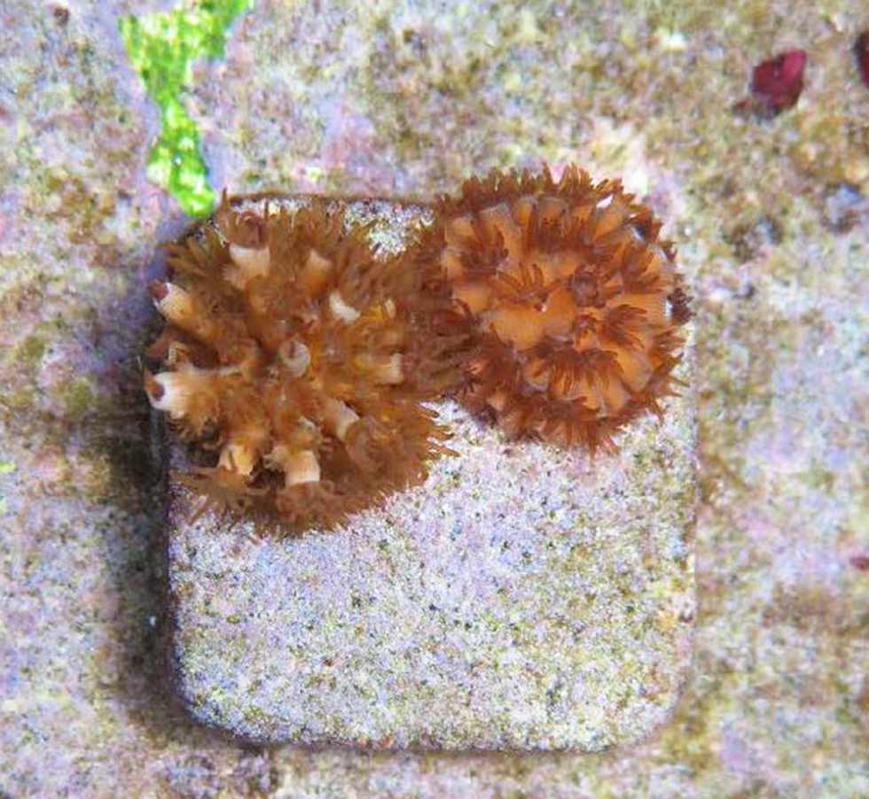 Coral Outplanting Effort Underway in Florida - CORAL Magazine