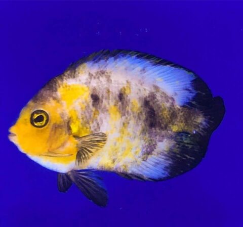 ACI-Koi-Angelfish-Centropyge nox - CORAL Magazine