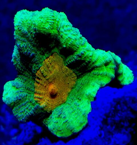 A Colorful Coral That's Accessible for Beginners - CORAL Magazine