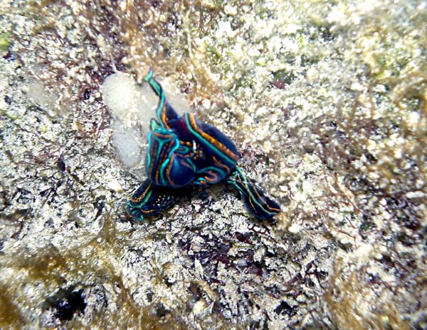 Mating_sea_slugs - CORAL Magazine