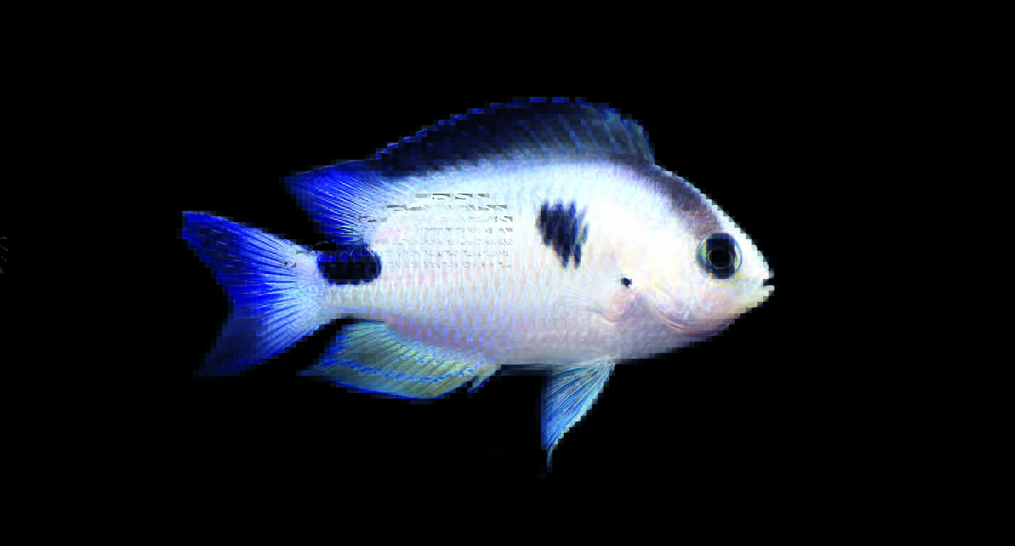 Fall in Love with Corazon's Damselfish - CORAL Magazine
