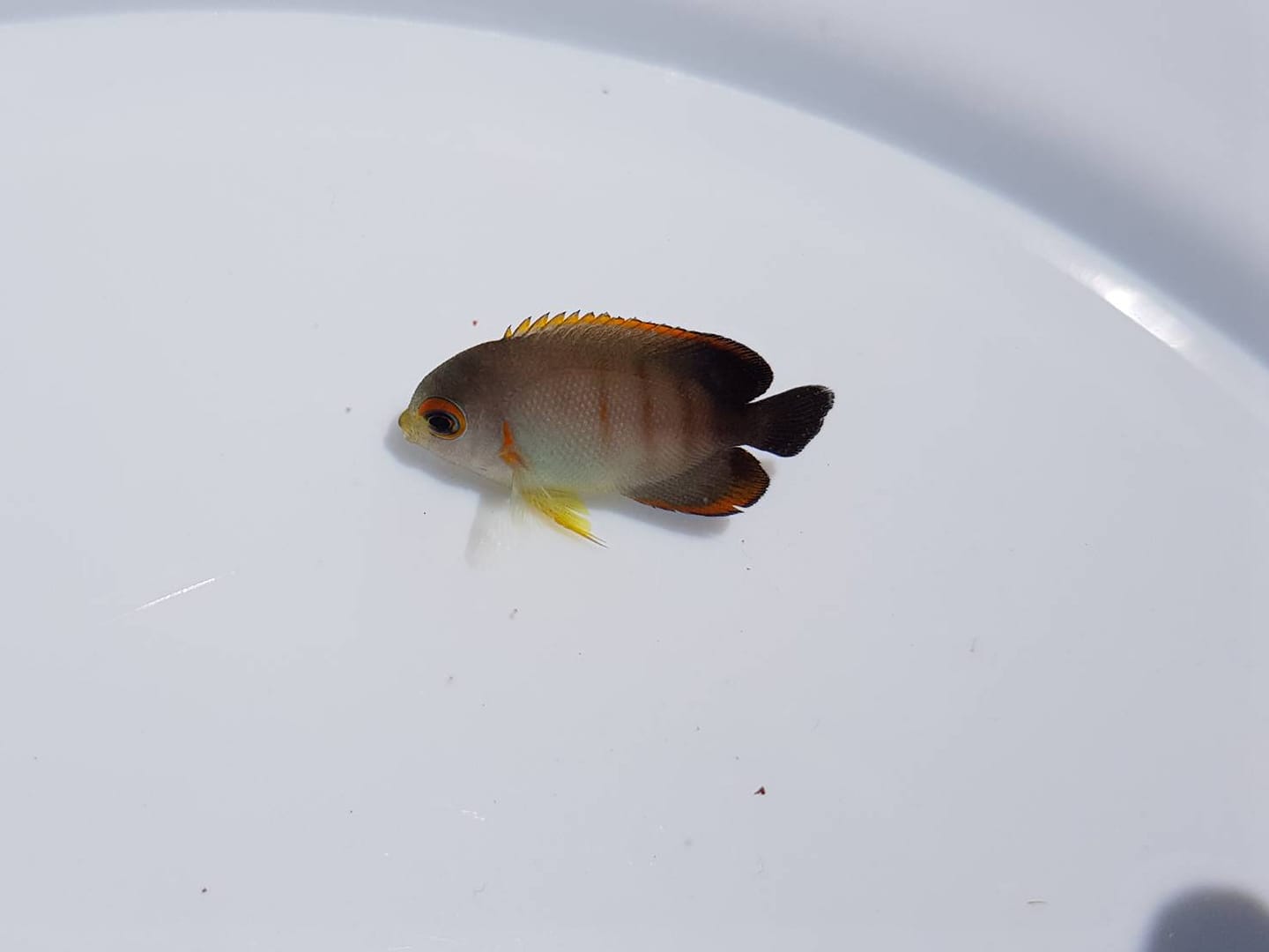 centropyge-eibli-wen-ping-su - CORAL Magazine