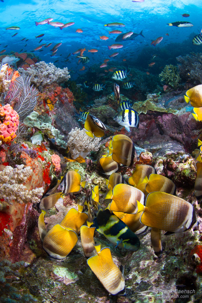 Reef fish feeding frenzy - CORAL Magazine