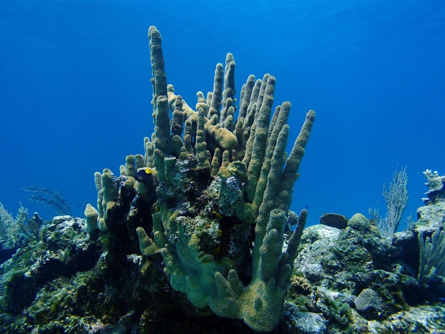 Florida Aquarium Successfully Spawns Pillar Coral - CORAL Magazine