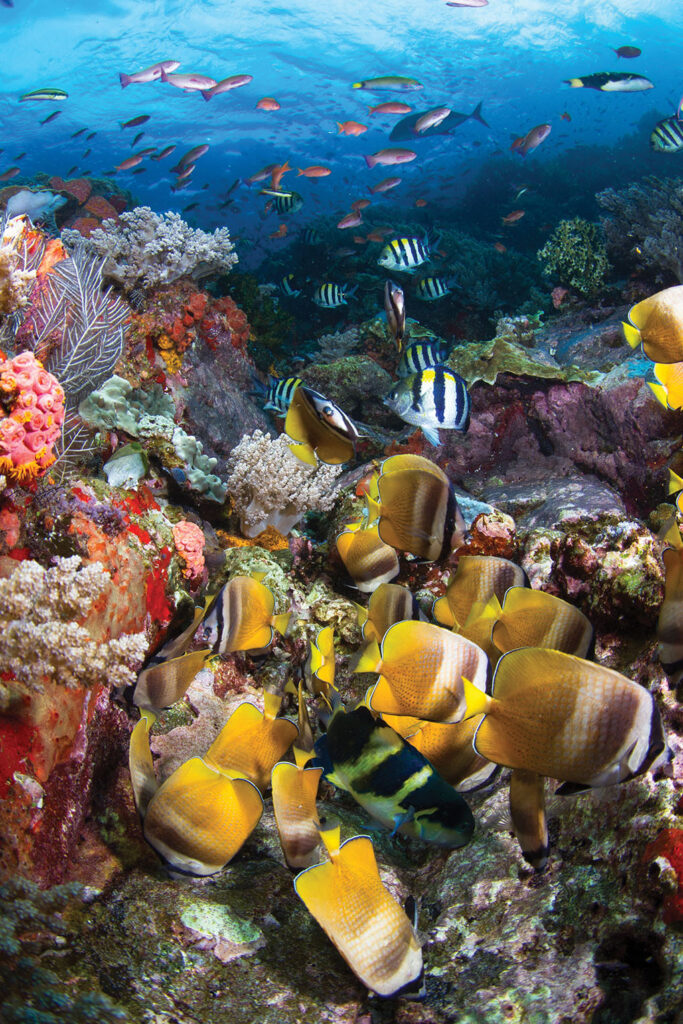 Trophic Mobbing in Fishes - CORAL Magazine