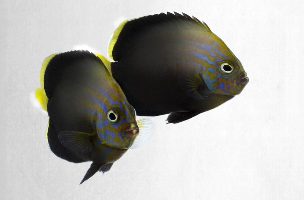 Poma Labs Introduces Blue Phantom Hybrid Angelfish - CORAL Magazine
