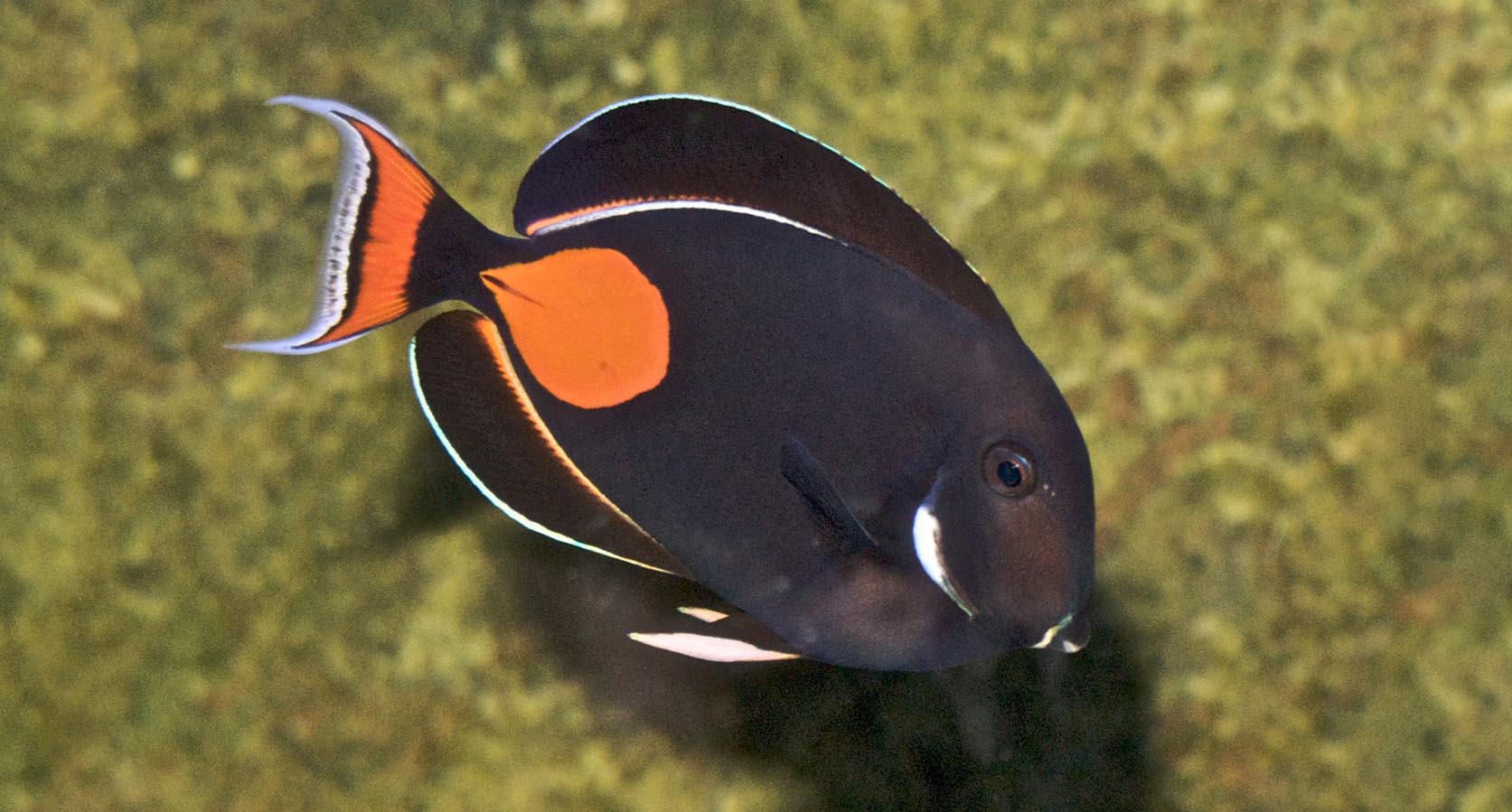 PIJAC Submits Draft EIS for Hawaii's Aquarium Fishery - CORAL Magazine