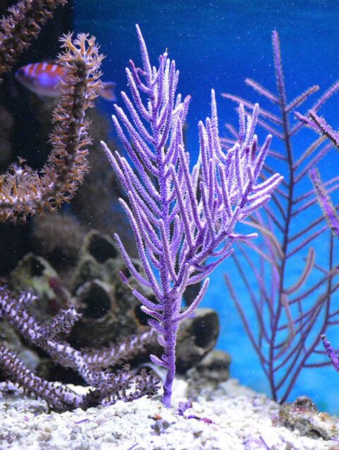 Forgotten Florida: The Gorgonian Installment - CORAL Magazine