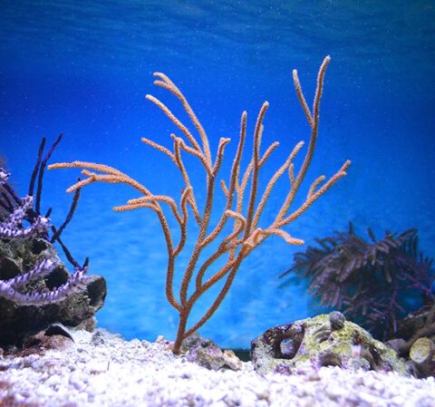 Forgotten Florida: The Gorgonian Installment - CORAL Magazine