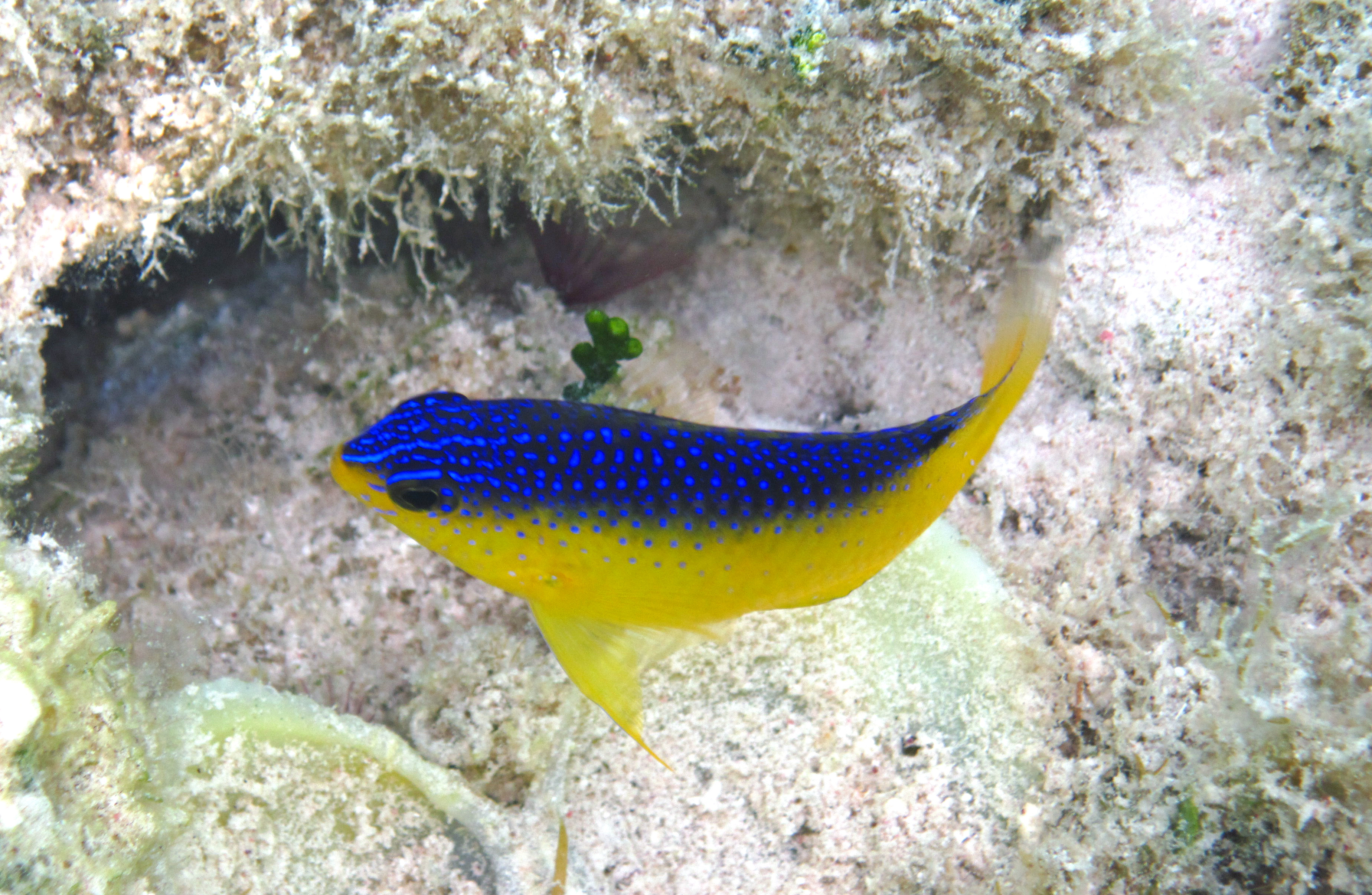 Forgotten Florida: The Gorgonian Installment - CORAL Magazine