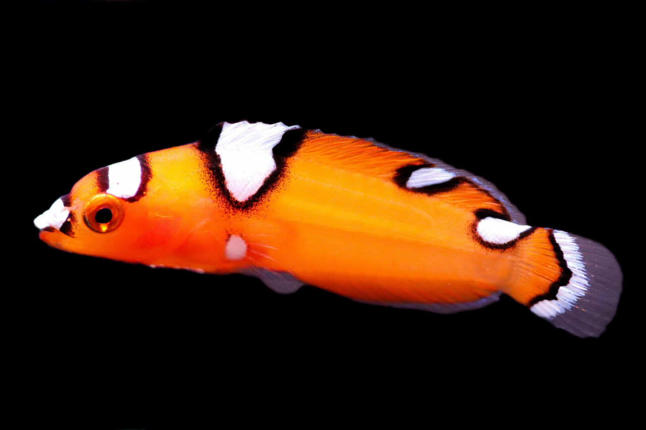 VIDEO: Biota's Captive-Bred Red Coris Wrasse - CORAL Magazine