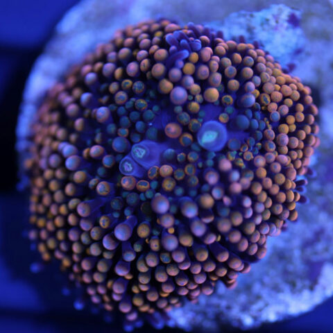 Biota Introduces Aquacultured Fish and Corals from Panama - CORAL Magazine